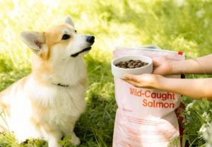 PETBUDDY GROUP